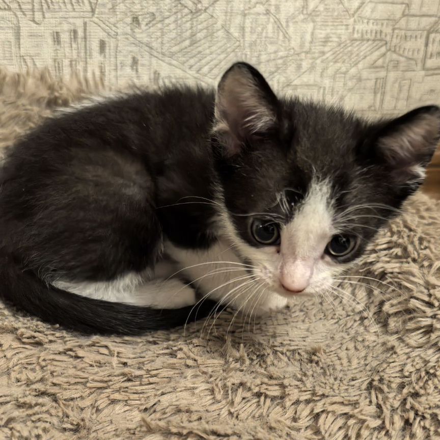 Донской сфинкс котёнок
