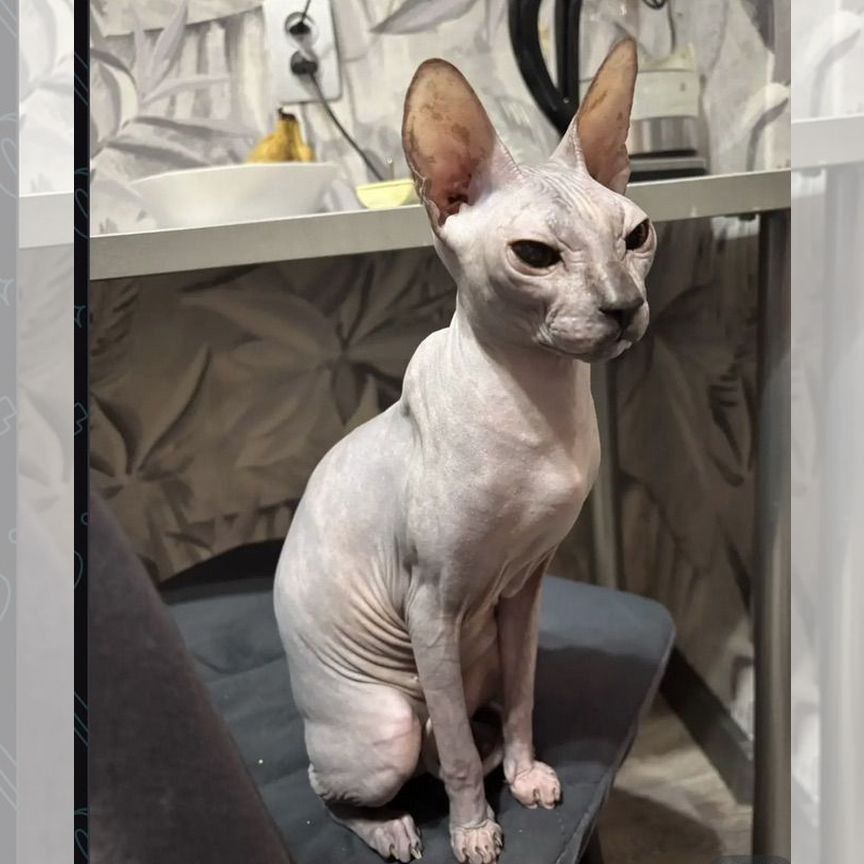 Канадский сфинкс котёнок