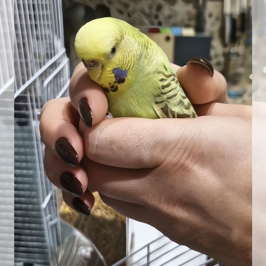 Волнистый попугай ручной москва