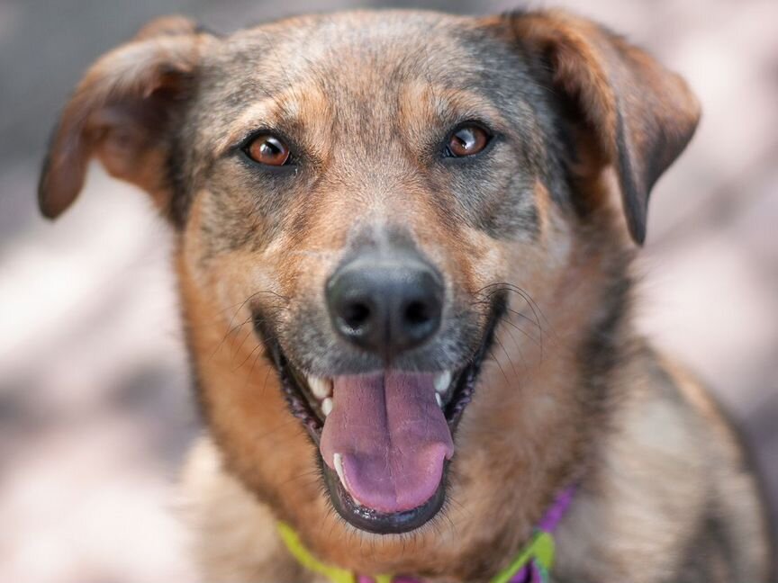 Симона хочет домой