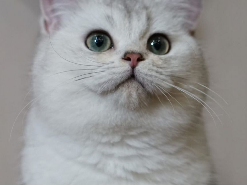 Котёнок серебрянная шиншилла