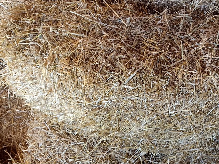 Солома ячменная