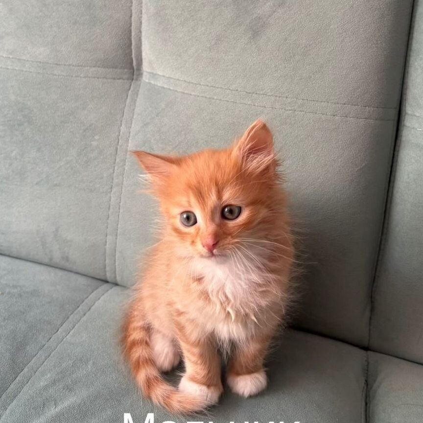 Котёнок в добрые руки