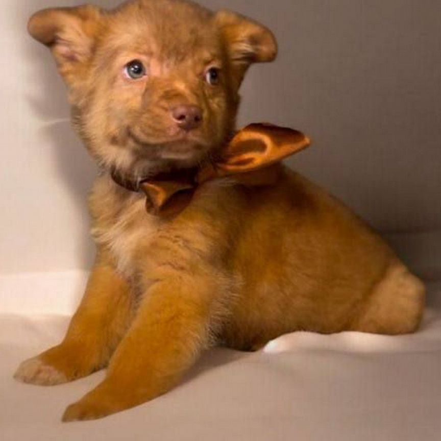 Собака в добрые руки щенок мальчик