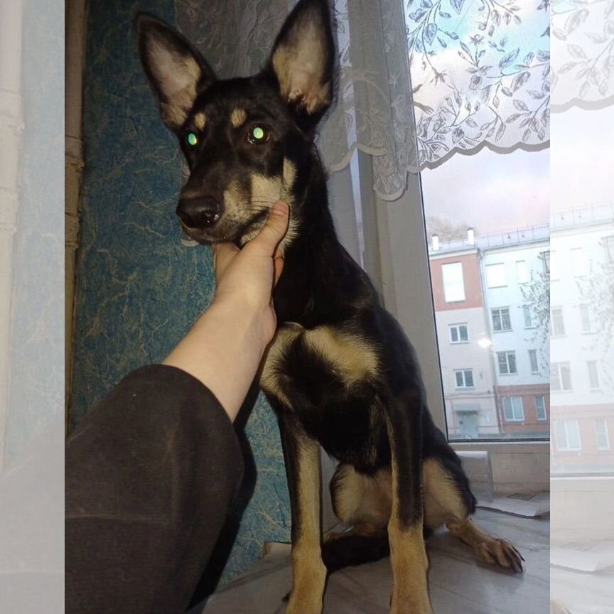 Щенок в добрые руки