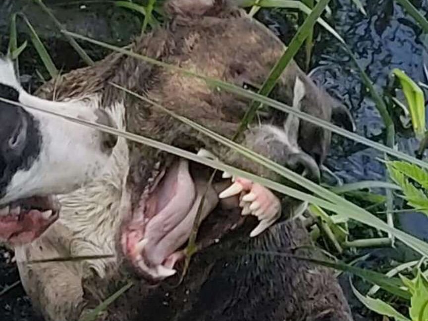 Стаффорд аст вязка