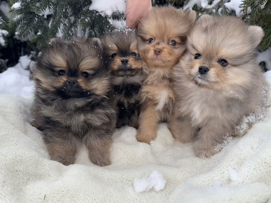 Померанский шпиц