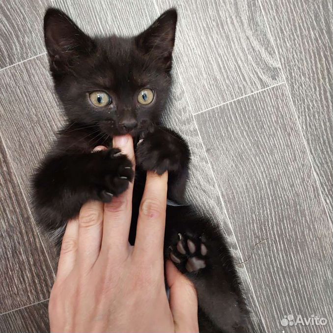 Озорной мальчишка котенок