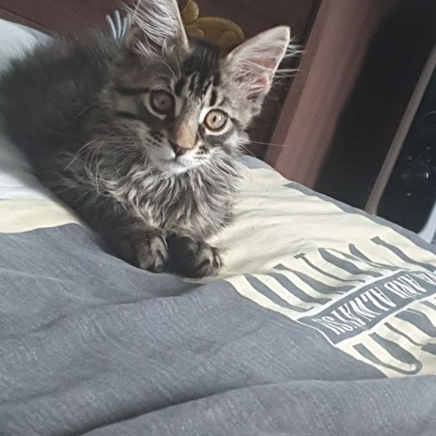 Котята мейкуны продажа