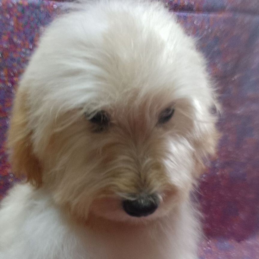 Лабрадудль, щенок