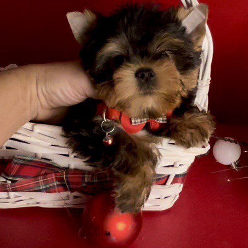 Йоркширский терьер, щенок