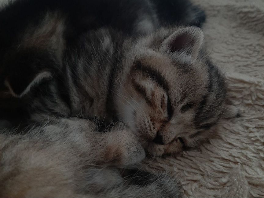 Продам котят