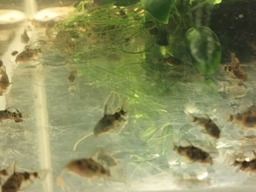 Сомики коридорасы