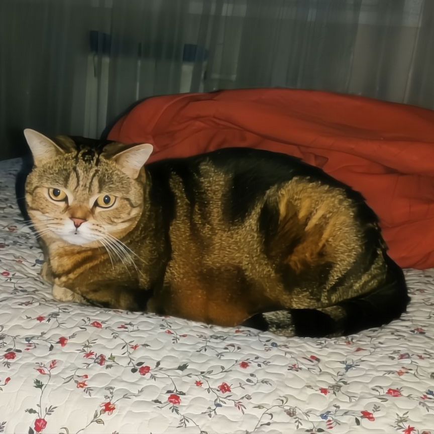 Шотландский прямоухий короткошёрстный, взрослый кот