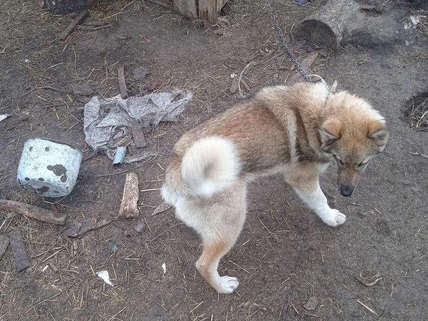 Животные собаки