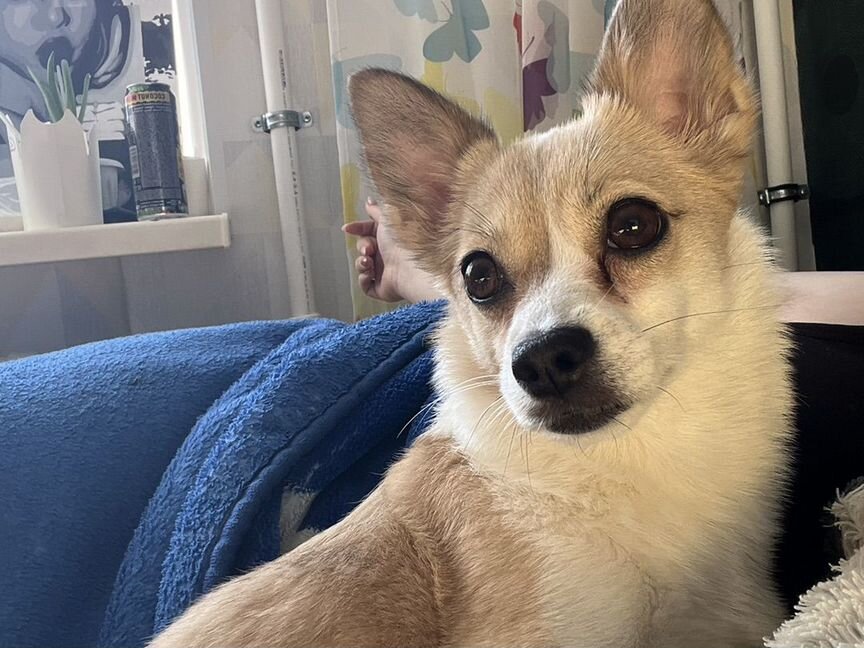 Маленькая собака