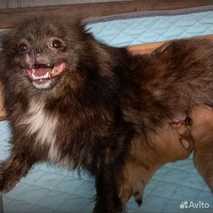 Шпиц эксклюзив