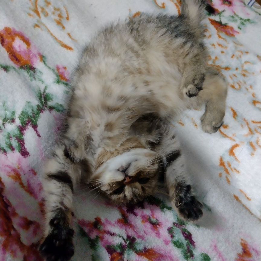 Котёнок найдёныш