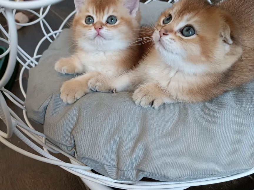 Шотландские золотые шиншиллы котята