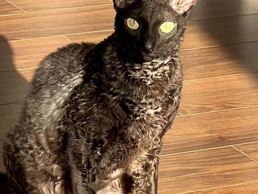 Корниш-рекс