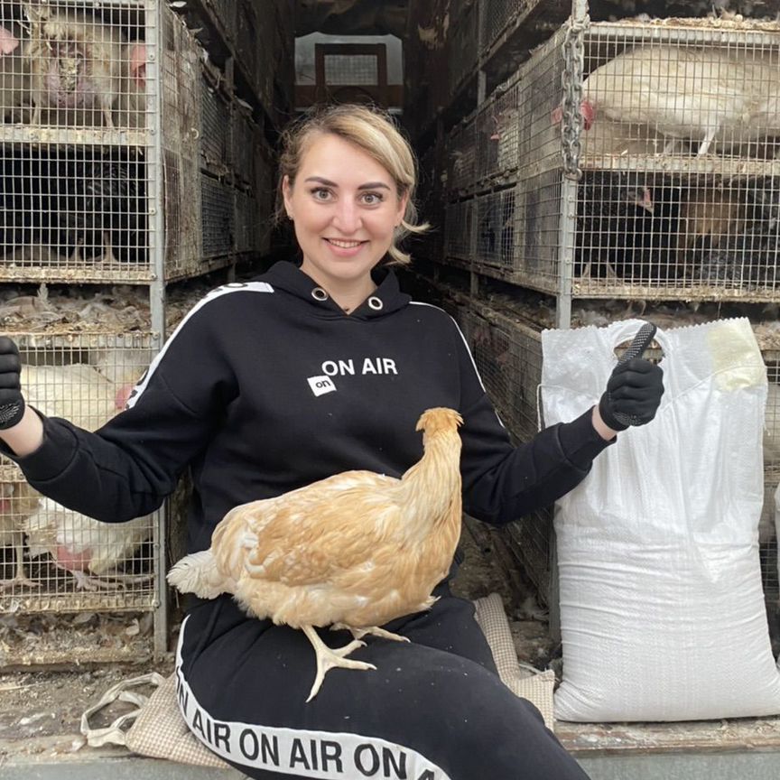 Куры в Калачинске