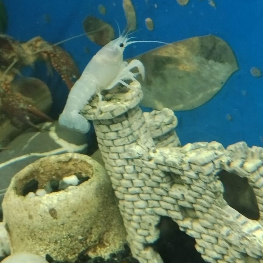 Аквариумные раки