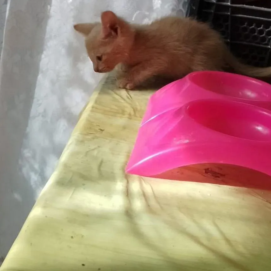Рыжий котенок в добрые руки