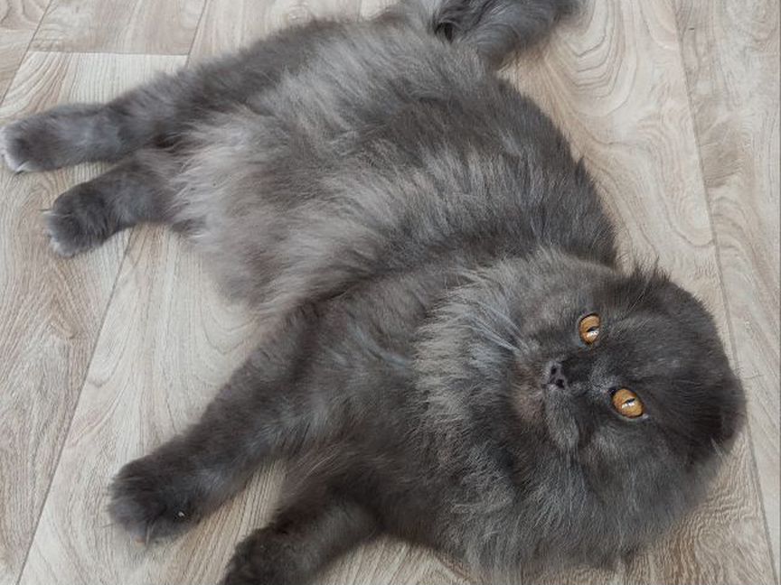 Шотландский вислоухий кот