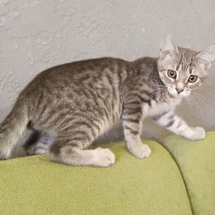 Чудесный котята в добрые руки