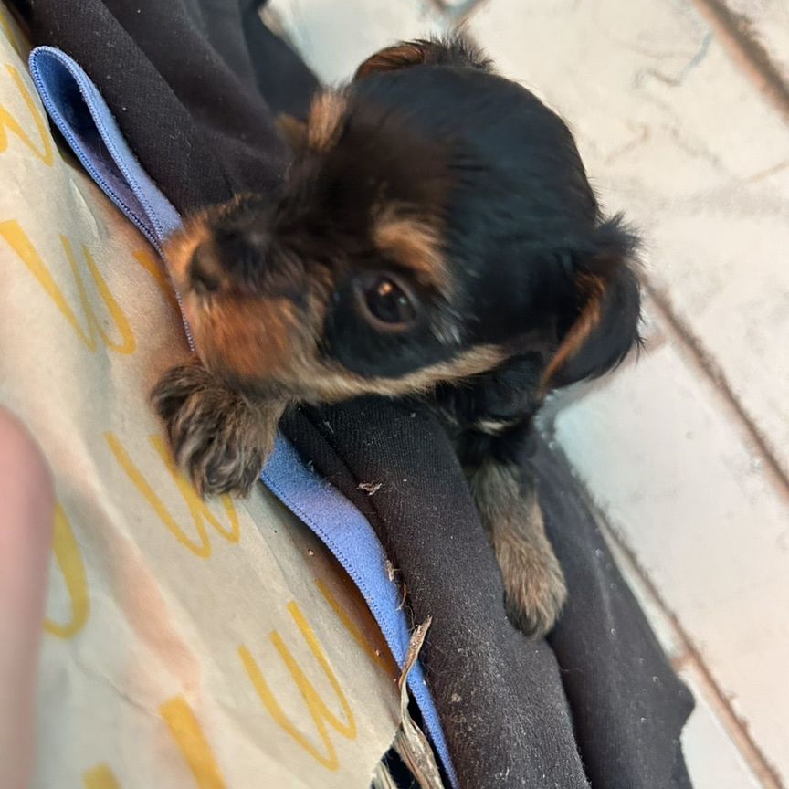 Йоркширский терьер мини