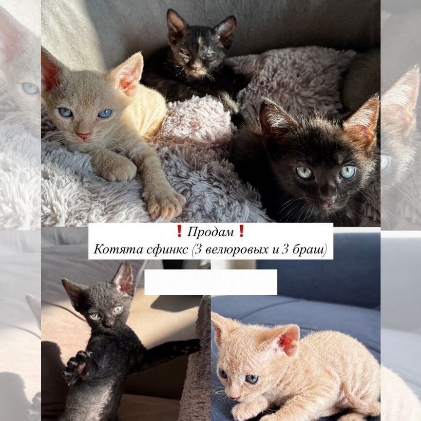 Котята сфинкс