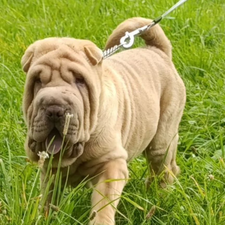 Шарпей, щенок