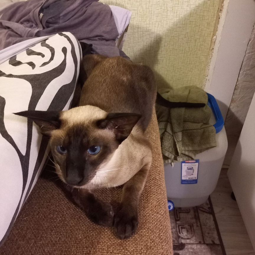 Орентальные котята