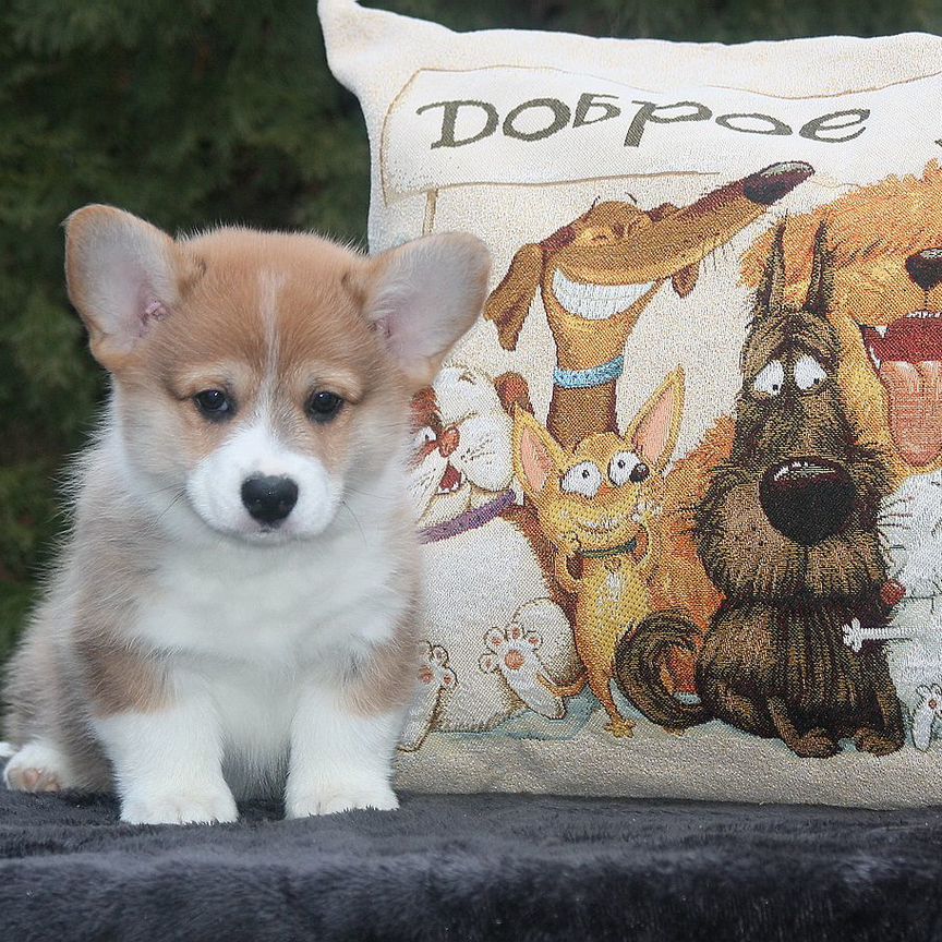 Королевские корги щенки