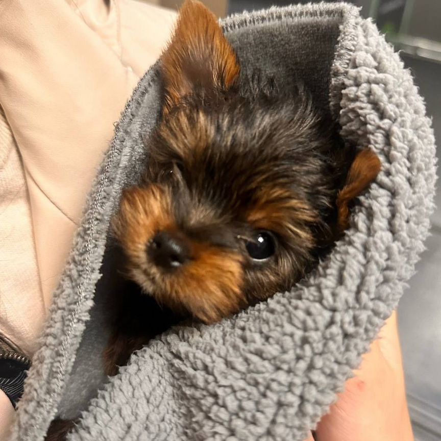 Йоркширский терьер, щенок