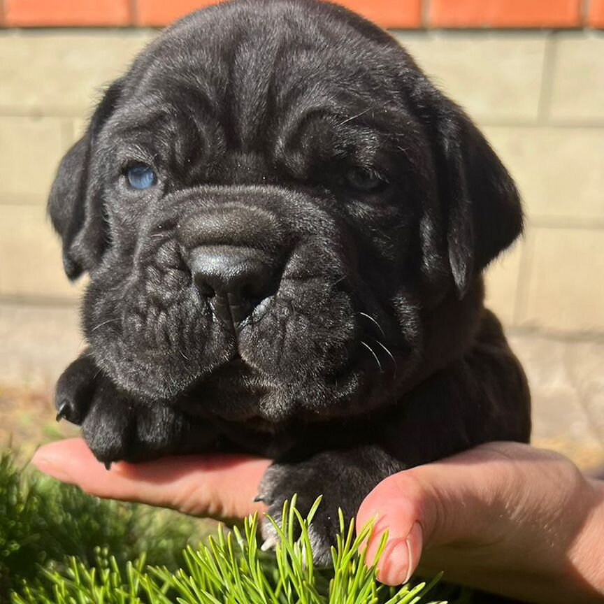 Щенок Кане-Корсо мальчик РКФ