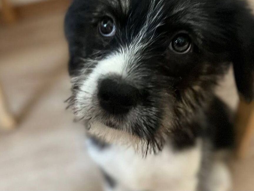 Малышка Нелли