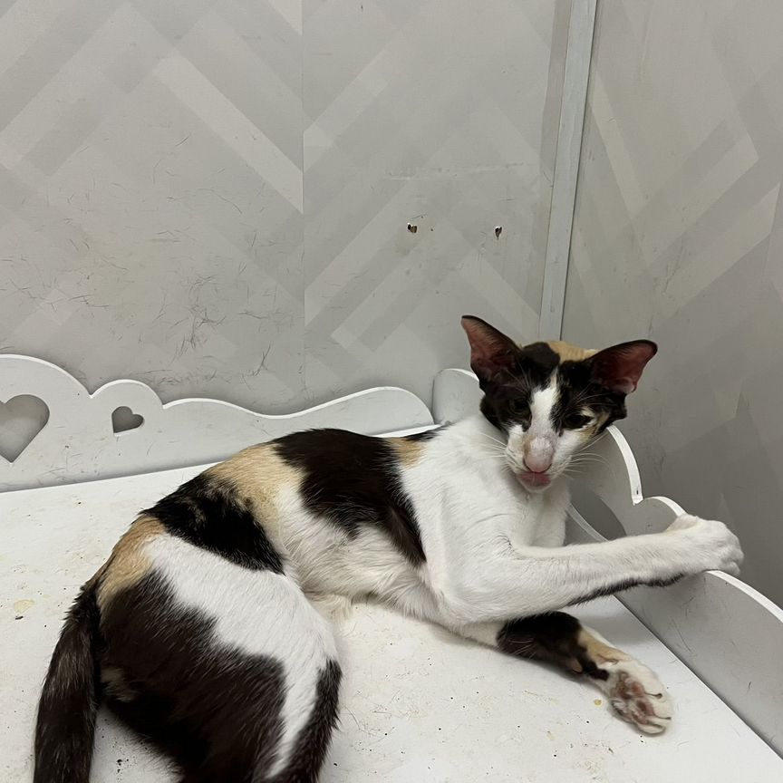 Ориентальная кошка