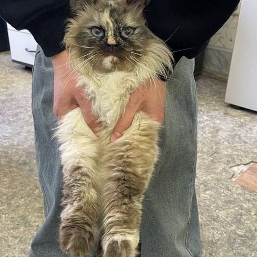 Кошка в добрые руки