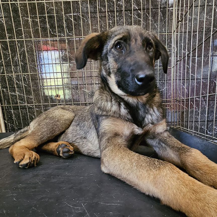 Щенок в добрые руки бесплатно