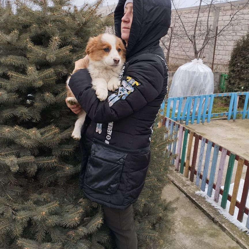 Милый щенок в добрые руки