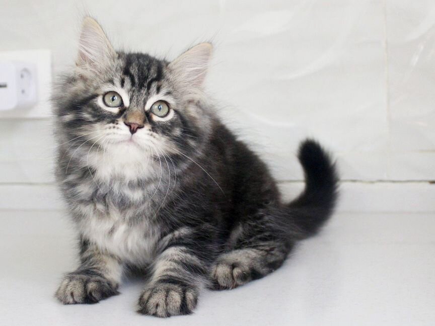 Мраморный красавец Валера