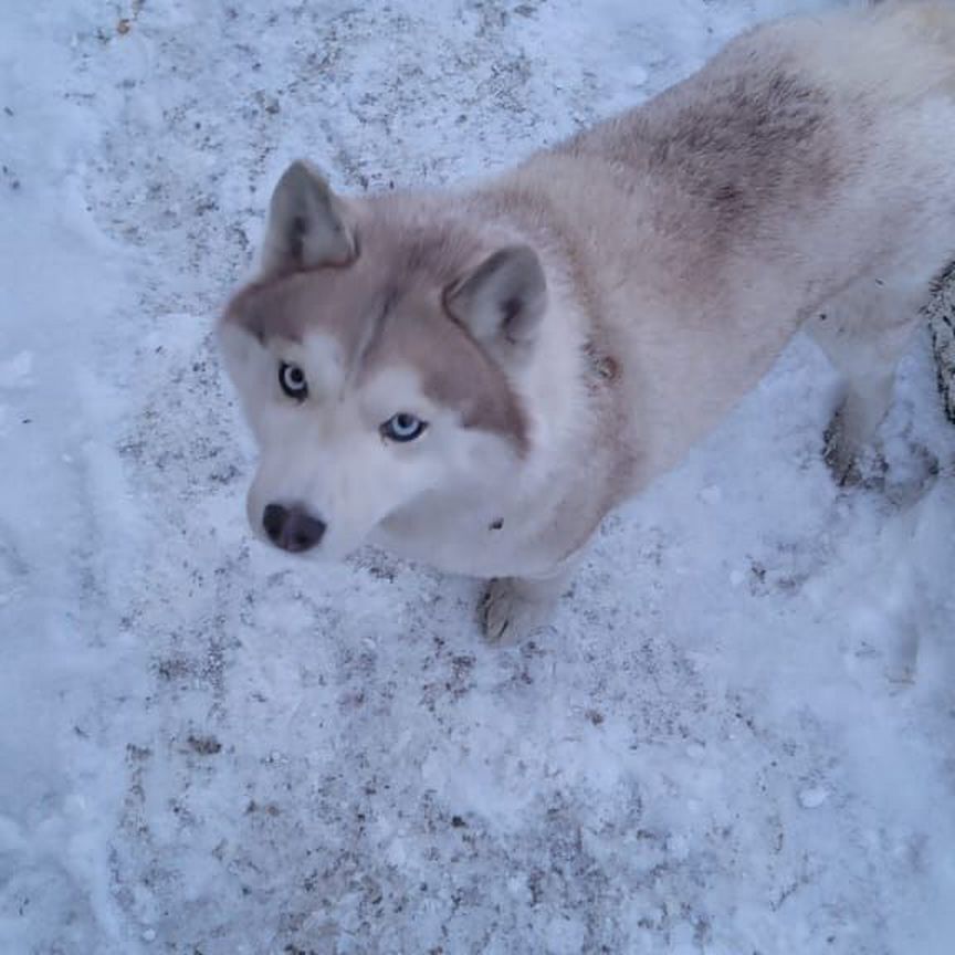 Сибирский хаски,верну хозяину