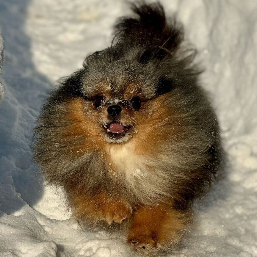 Померанский шпиц, вязка