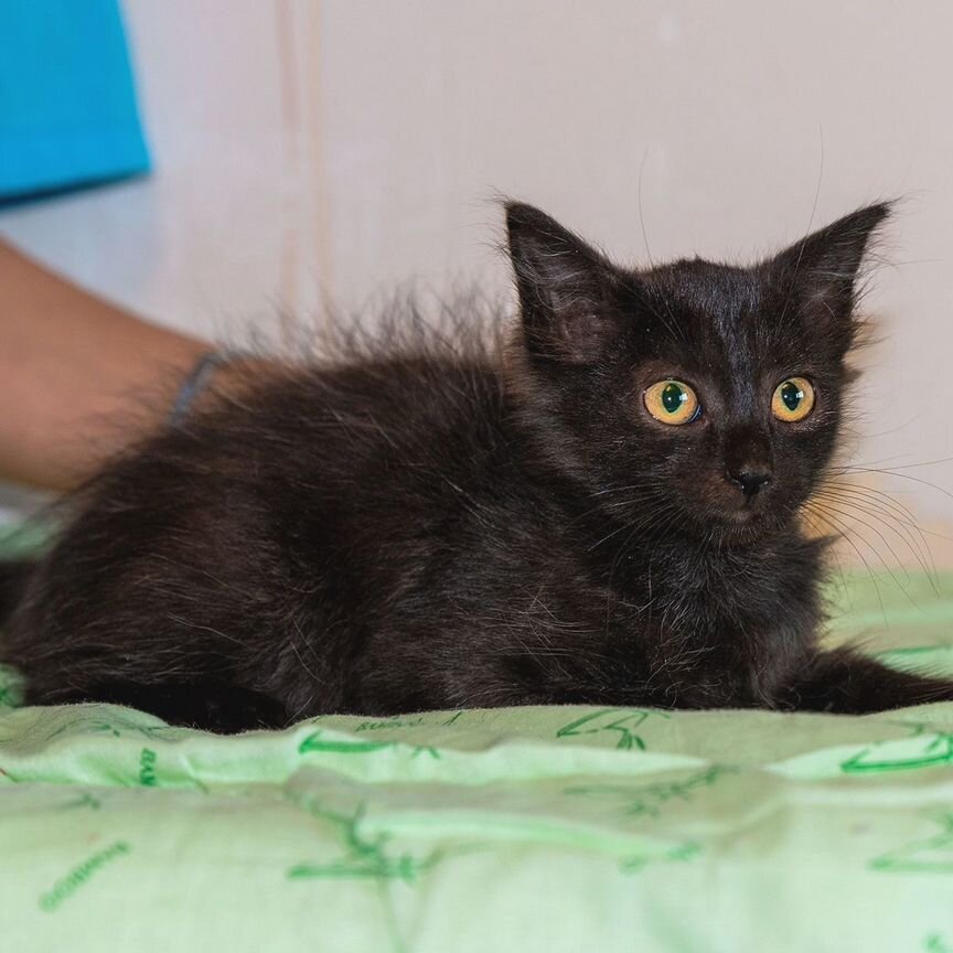 Котята в добрые руки бесплатно