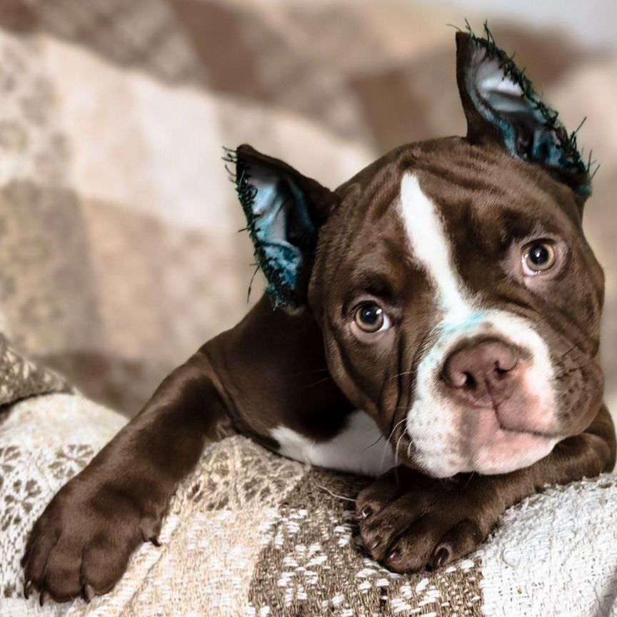 Американский булли, щенок