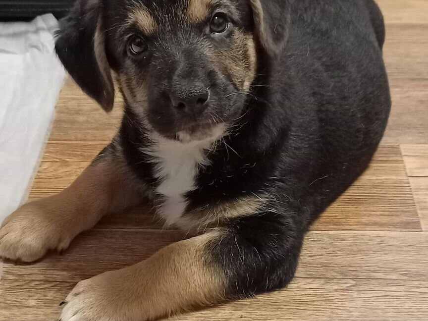 Щенки в добрые руки