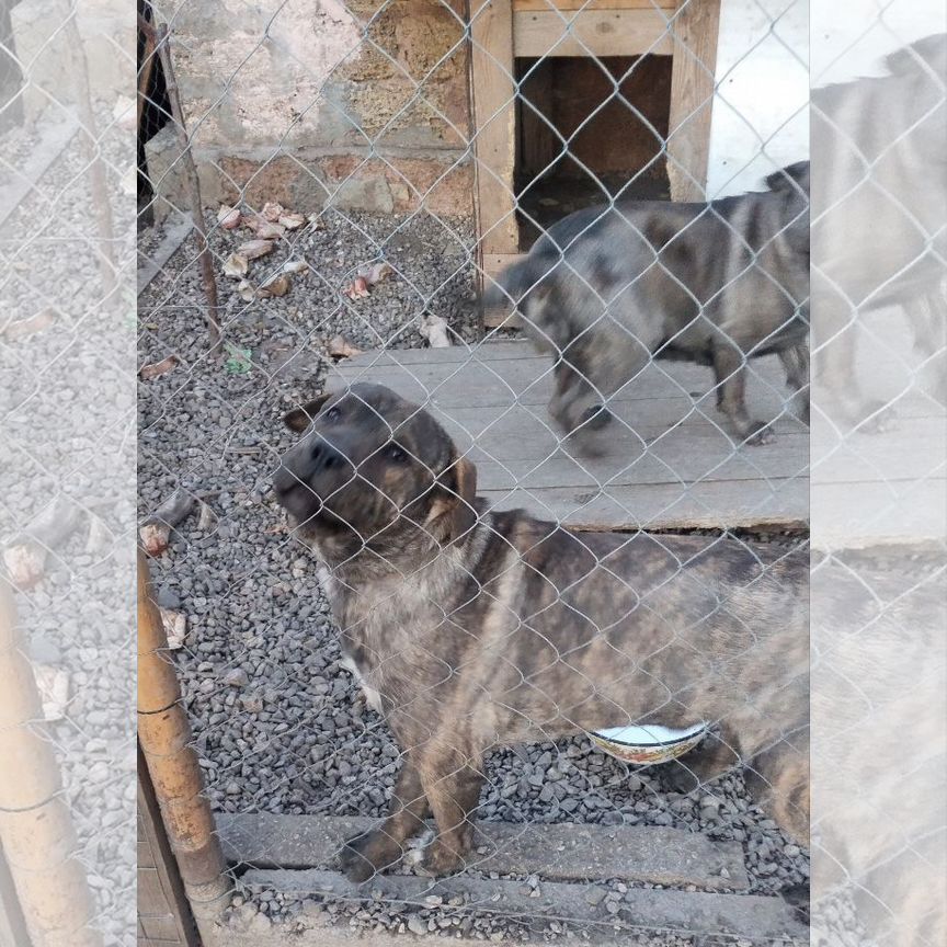 Красавец Арис (кане корсо)