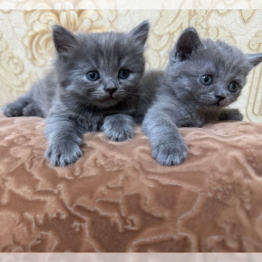 Шотландский прямоухий длинношёрстный котёнок