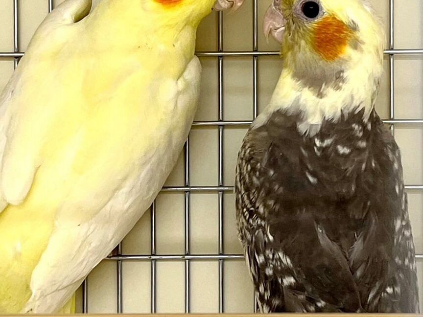 Попугаи от 500